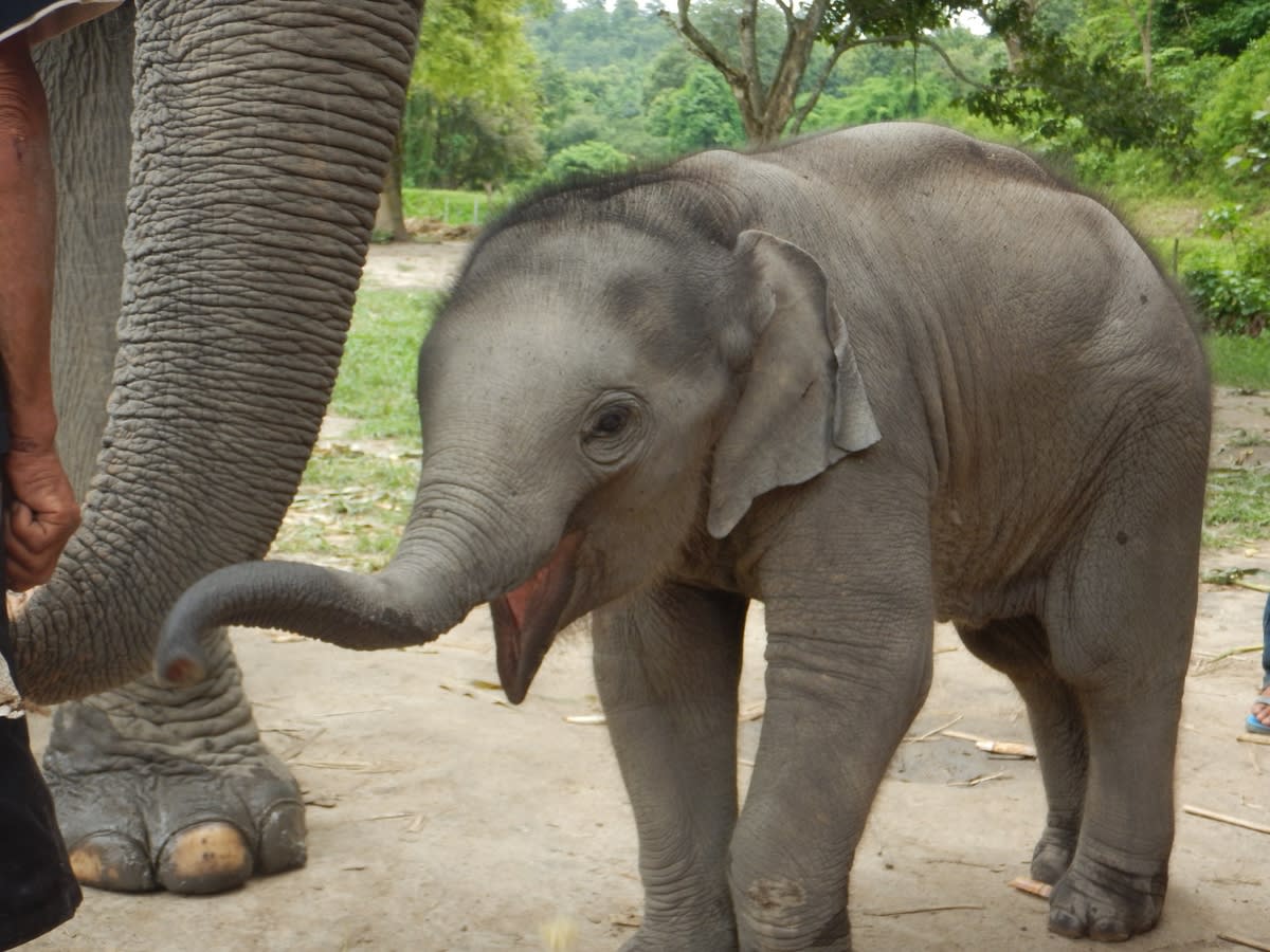 Baby Elephant Spots Butterfly and Maximum Cuteness Ensues - PetHelpful