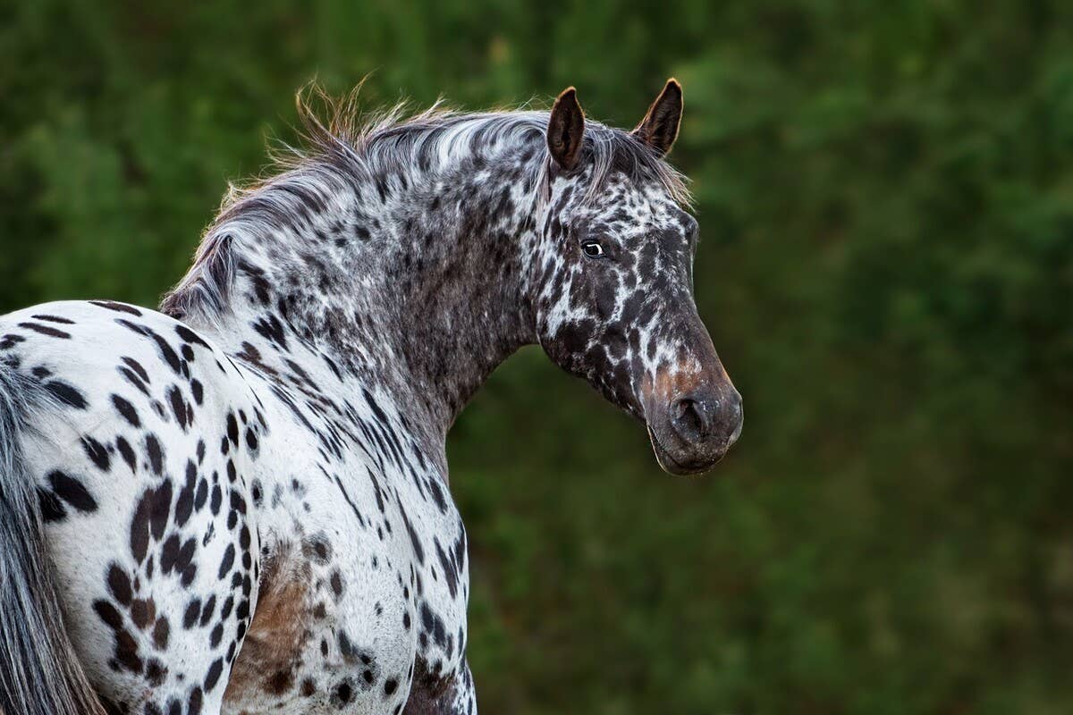 Appaloosa Horse 'Begging Other Horses to Like Him' Tugs at the ...
