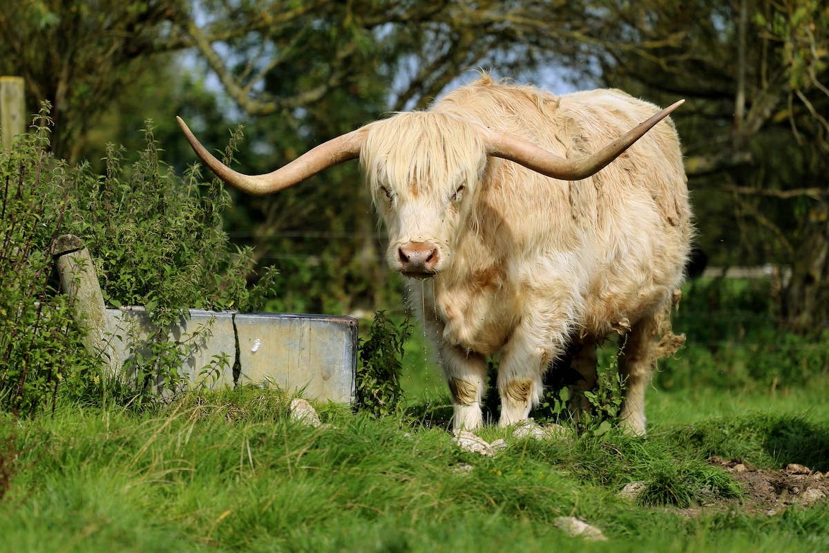 Slow-Walking 'Old Lady' Highland Cow Is Stealing Hearts Across the ...