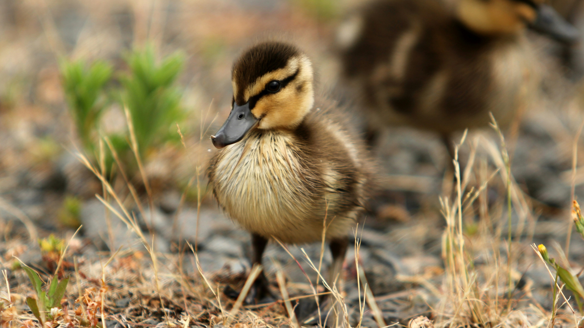 Mother Duck Sweetly Quacks with Joy Watching Her Ducklings Get Rescued ...