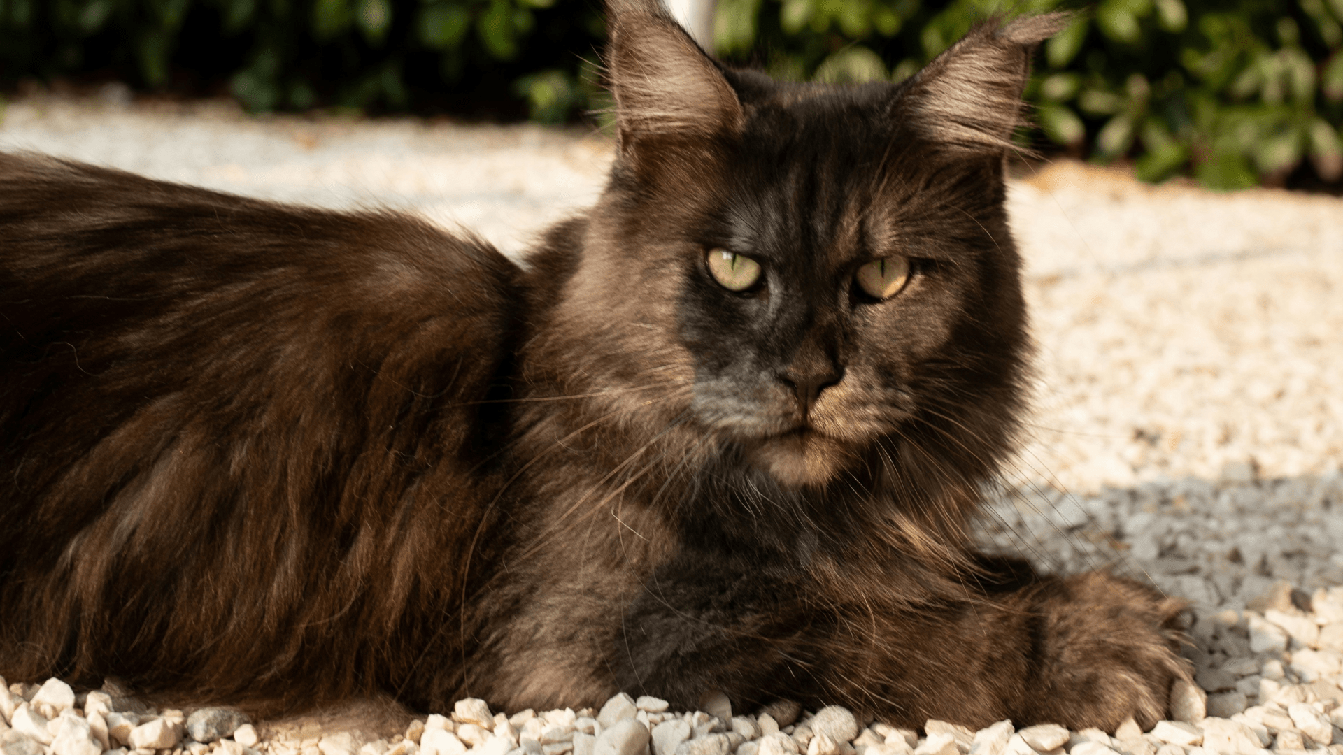 Maine Coon Who 'Isn't a Fan' of Doberman Sibling Is Cracking People Up ...