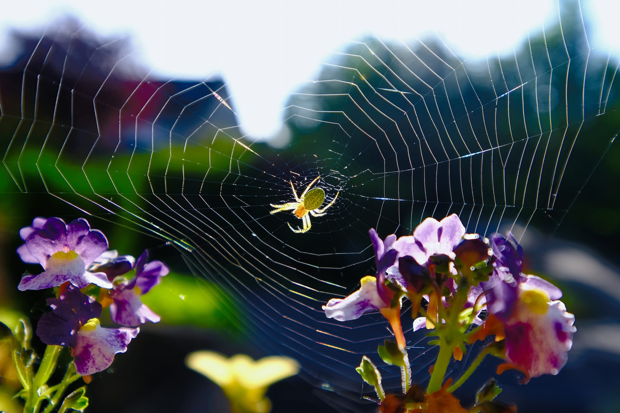 150+ Pet Spider Names That Are Creepy, Clever, and Cool - PetHelpful