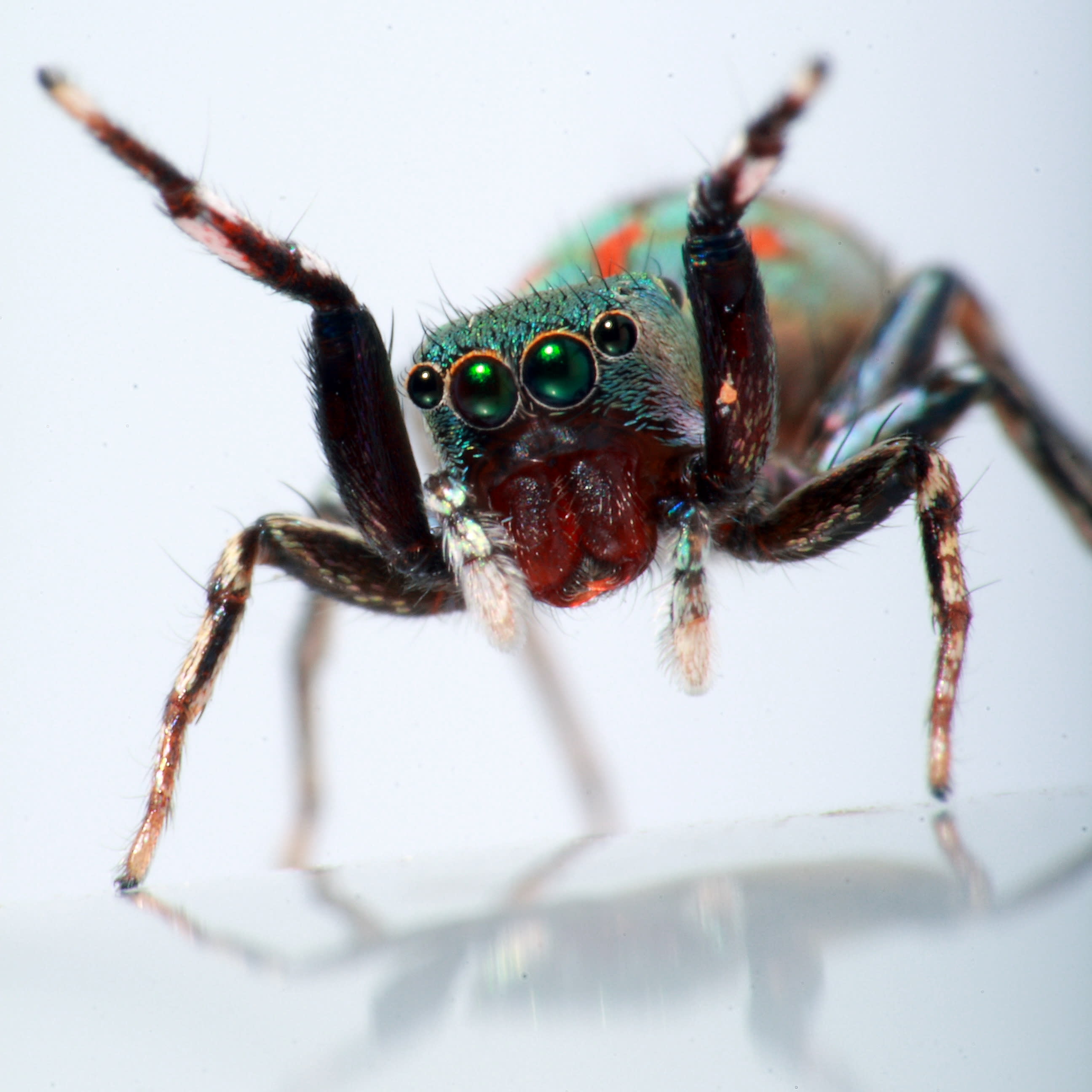 150+ Pet Spider Names That Are Creepy, Clever, and Cool - PetHelpful