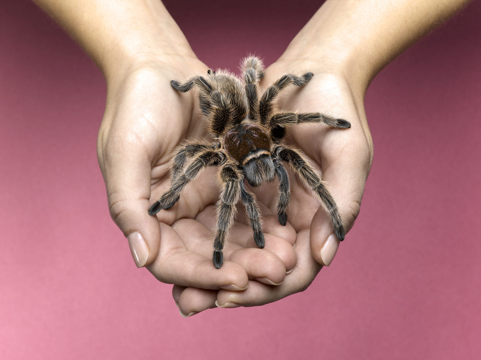 150+ Pet Spider Names That Are Creepy, Clever, and Cool - PetHelpful