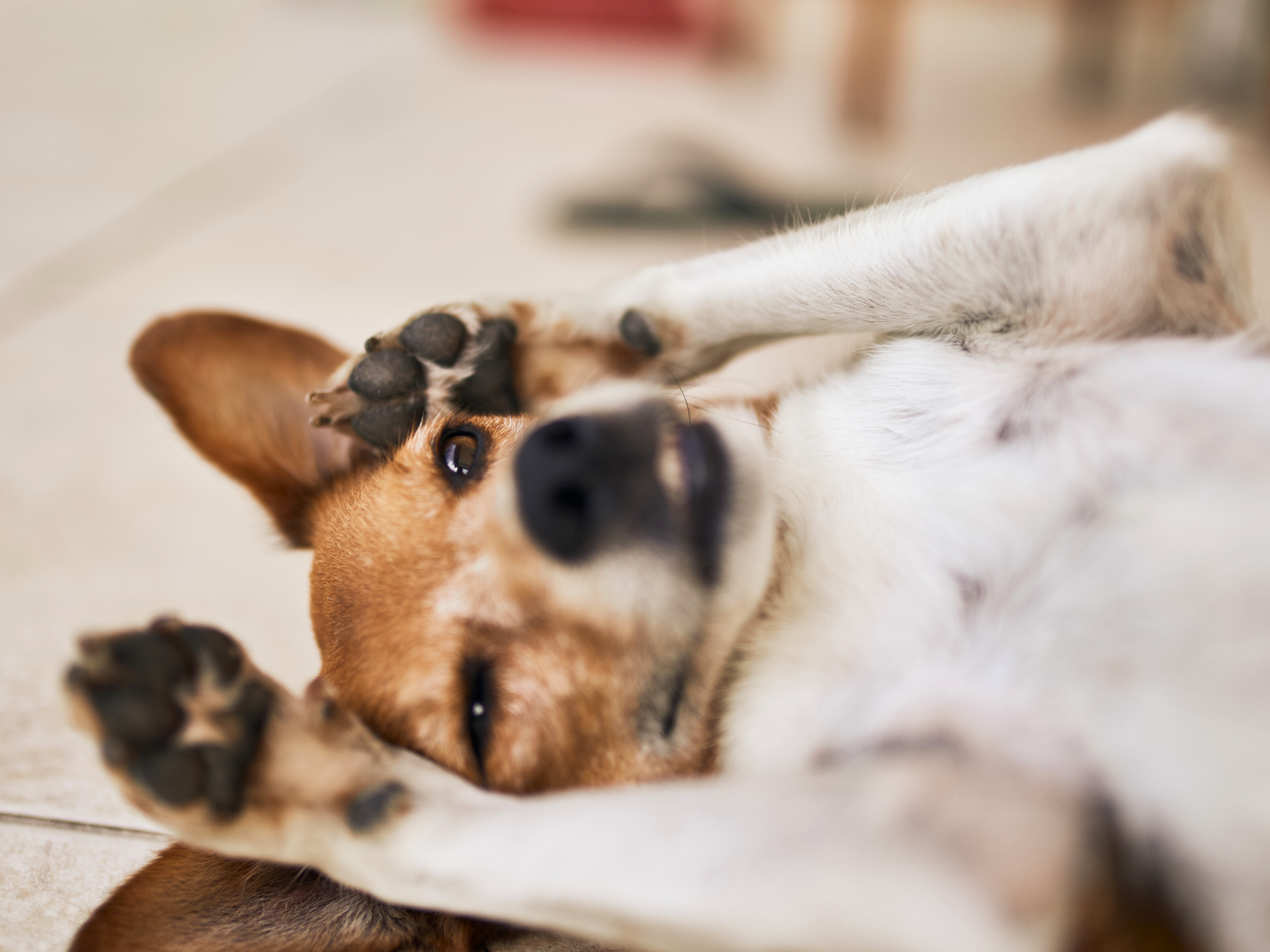 PetHelpful - Helping You in Your Pet Journey