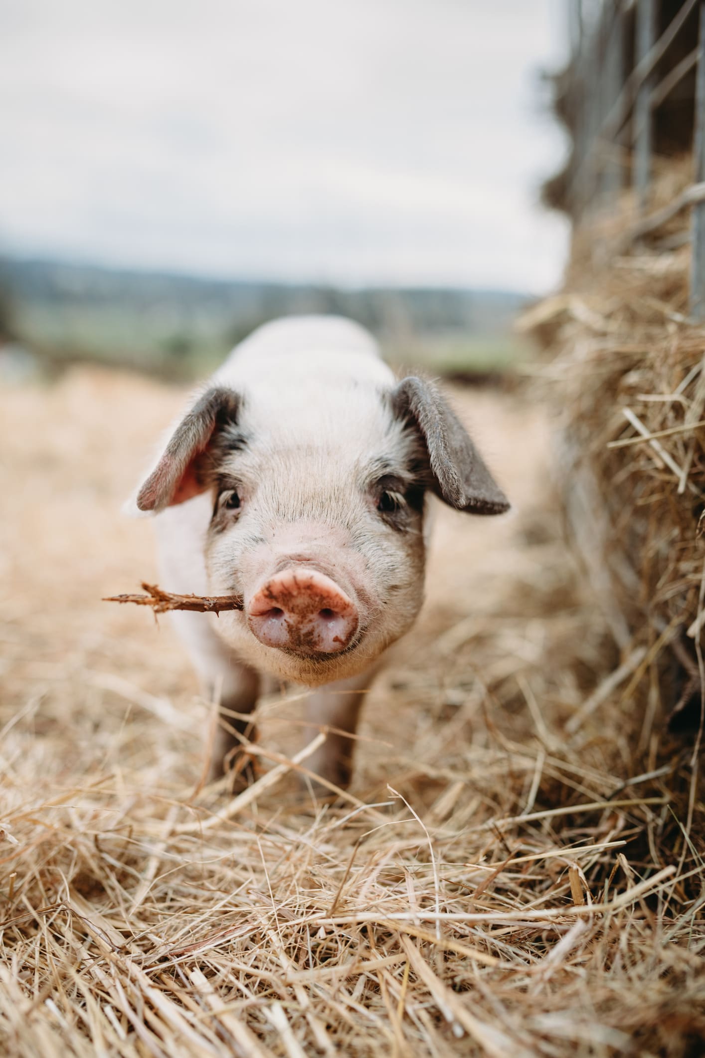 250+ Pet Pig Names (Funny, Cute, Unique Ideas) - PetHelpful