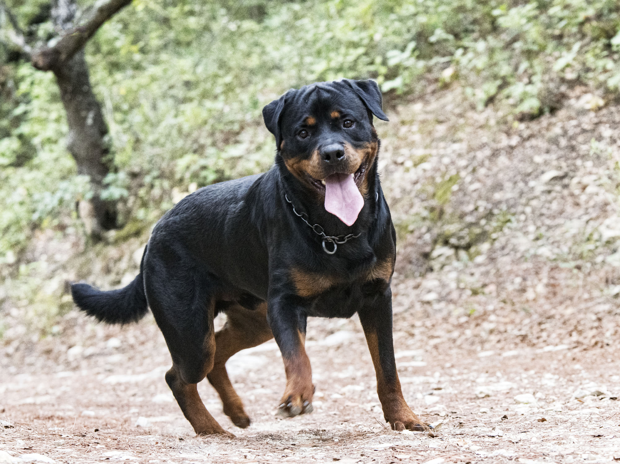 100+ Guard Dog Names That Are Scary, Tough, and Strong - PetHelpful