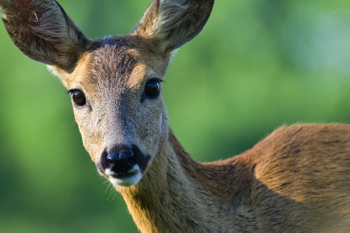 Golden Retriever's Gentle Encounter with Deer Is Straight Out of a ...