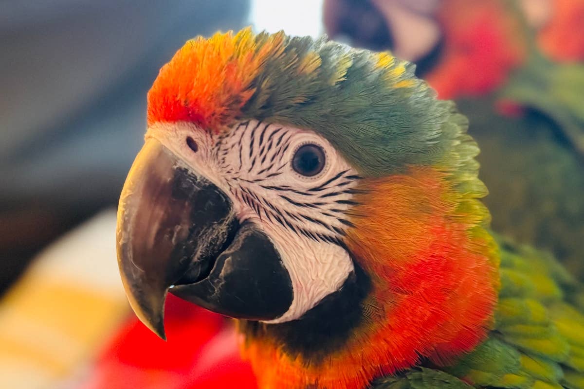 Parrot's Fetch Session With Jack Russell Brother Ends With Huge Bonk in ...