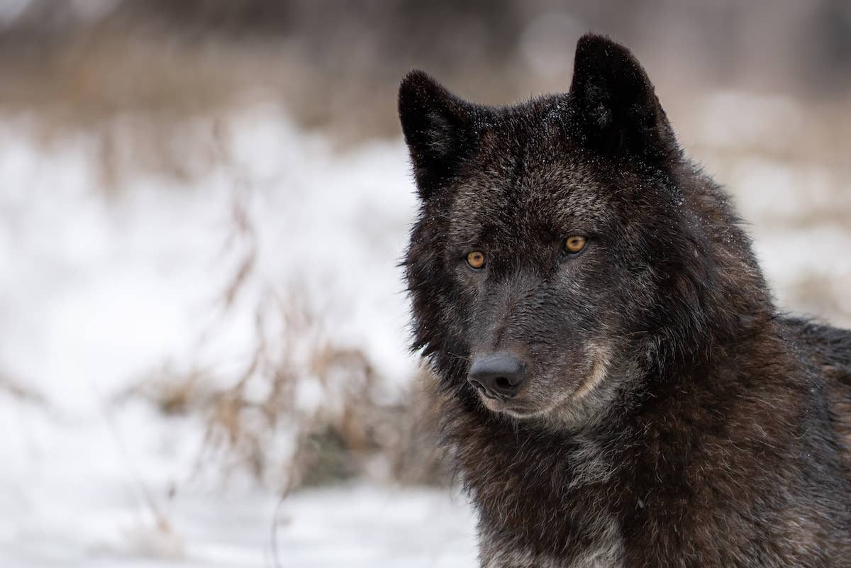 Watch a Yellowstone Wolf Steal Emmy-Nominated Cinematographer's Camera ...