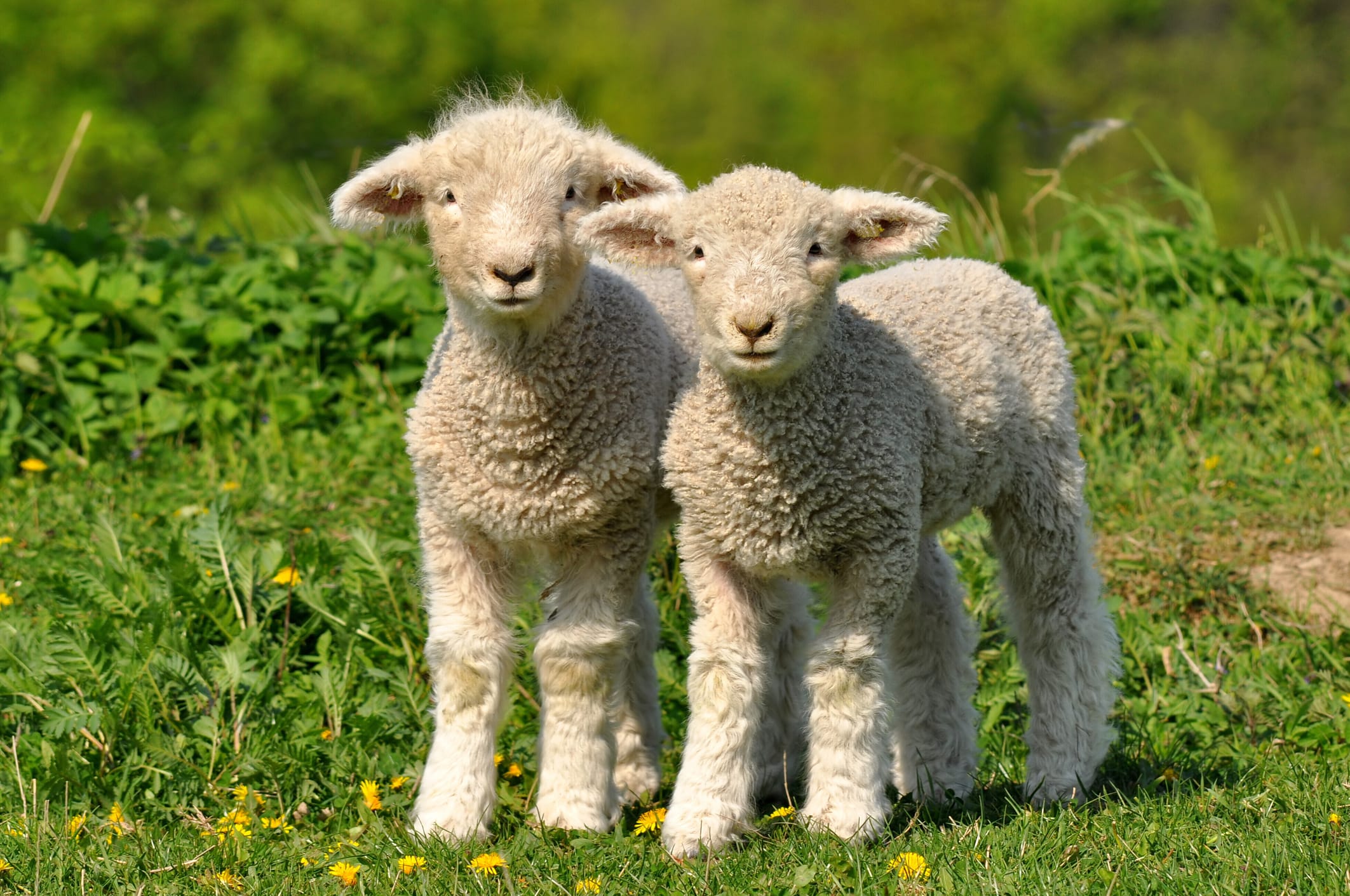 200+ Lamb and Sheep Names (From Cute to Funny) - PetHelpful