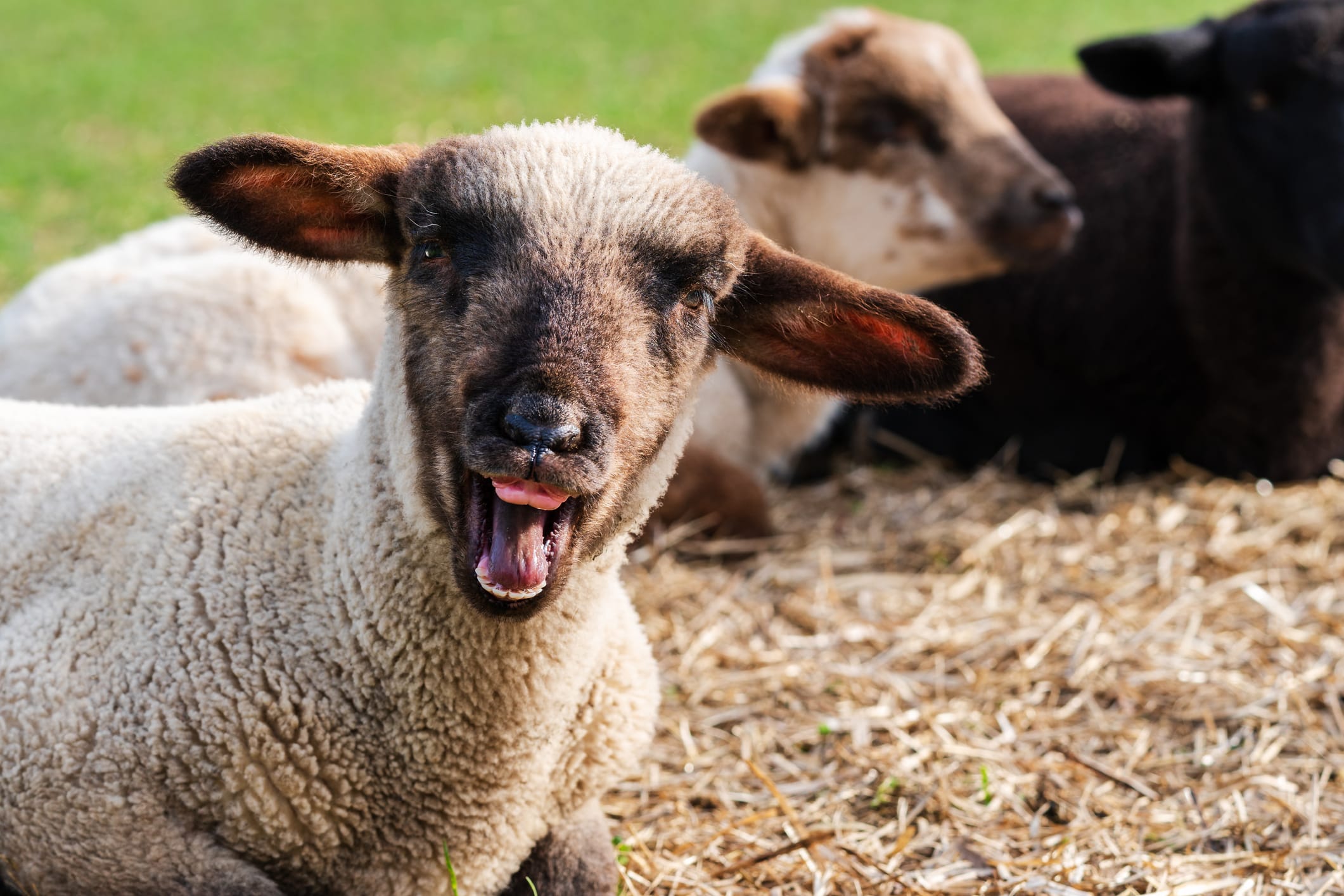200+ Lamb and Sheep Names (From Cute to Funny) - PetHelpful