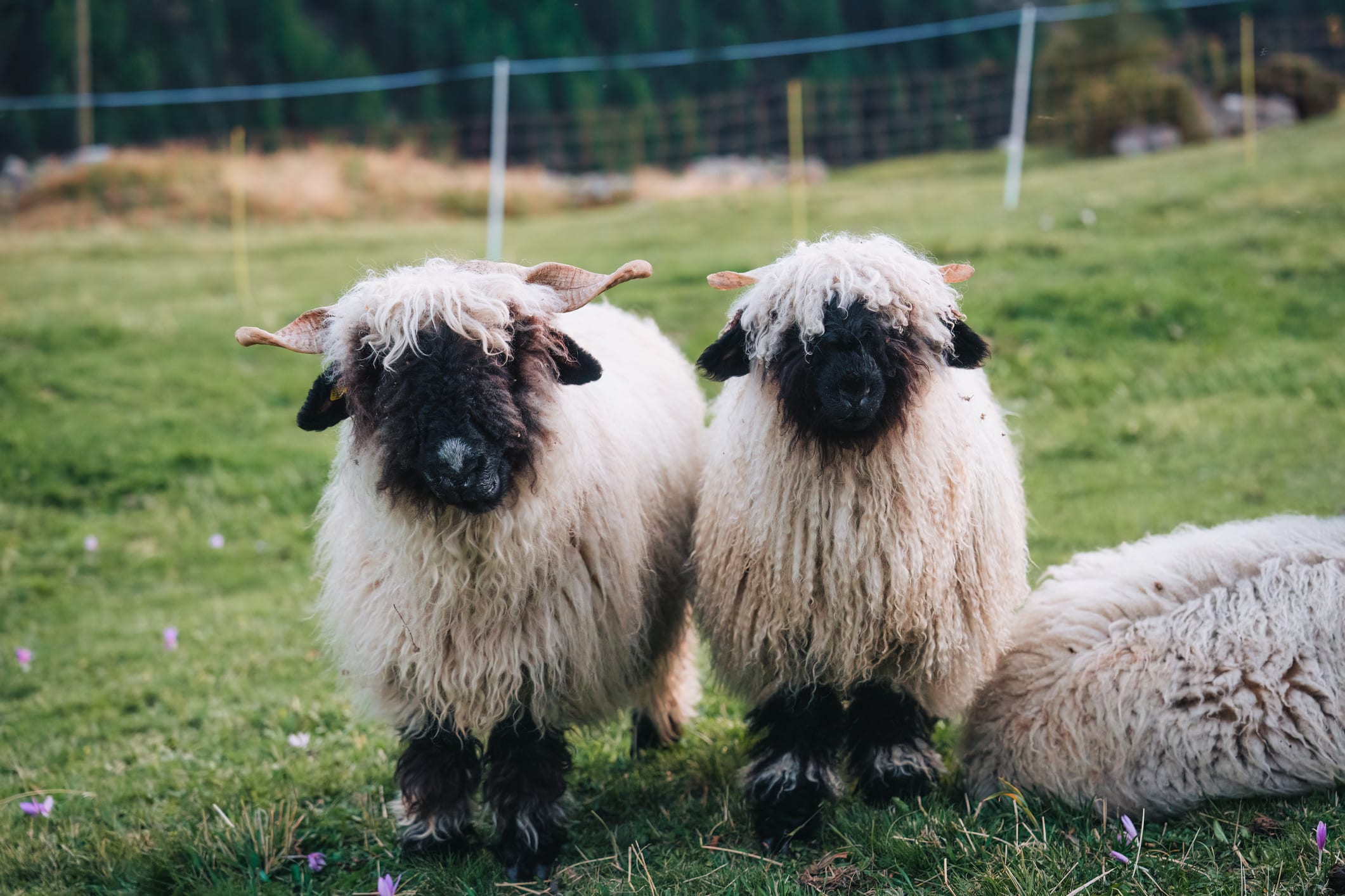 200+ Lamb and Sheep Names (From Cute to Funny) - PetHelpful