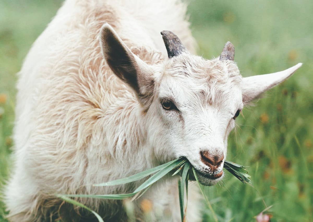 'Nosy Neighbor’ Goat Lets Herself Into the House and Brings Her Friends ...