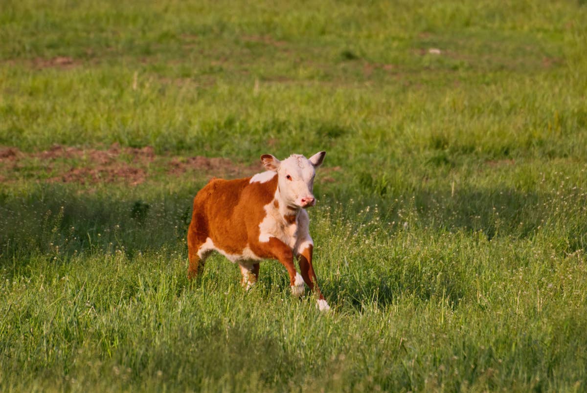 Feeling Down? Watch a Video of Adorable 'Cow Zoomies' for an Instant ...