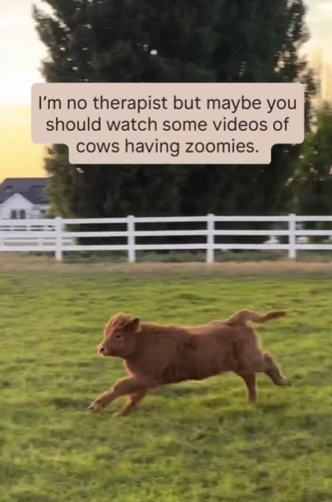 Feeling Down? Watch a Video of Adorable 'Cow Zoomies' for an Instant ...