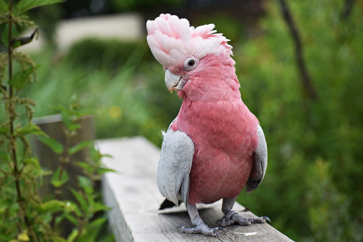 Precious Baby Rose-Breasted Cockatoo Learning 'How to Dance' From ...