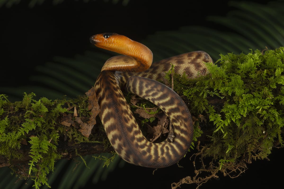 42 Rare and Unique Exotic Pets - PetHelpful