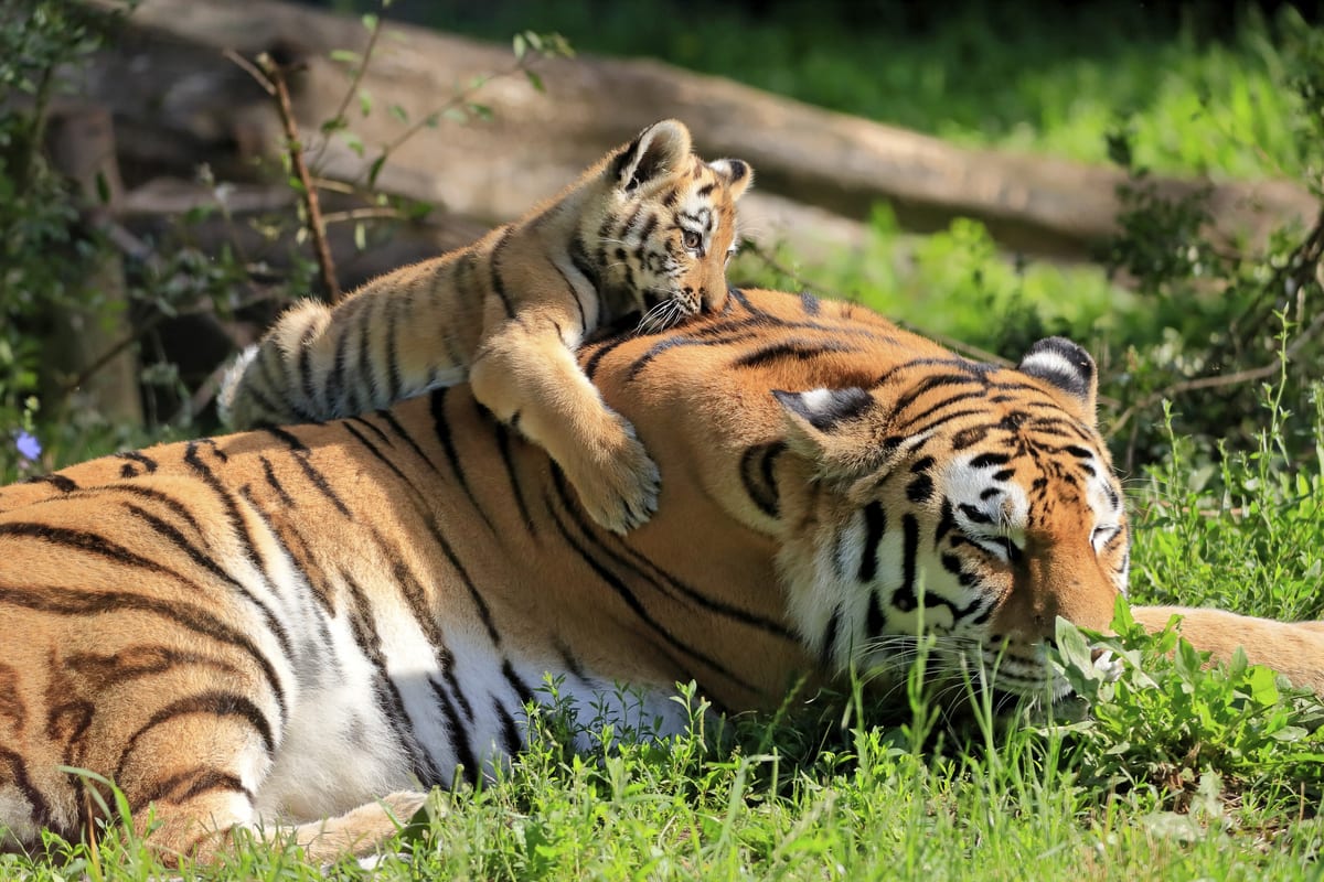 80 Fierce and Clever Tiger Names - PetHelpful