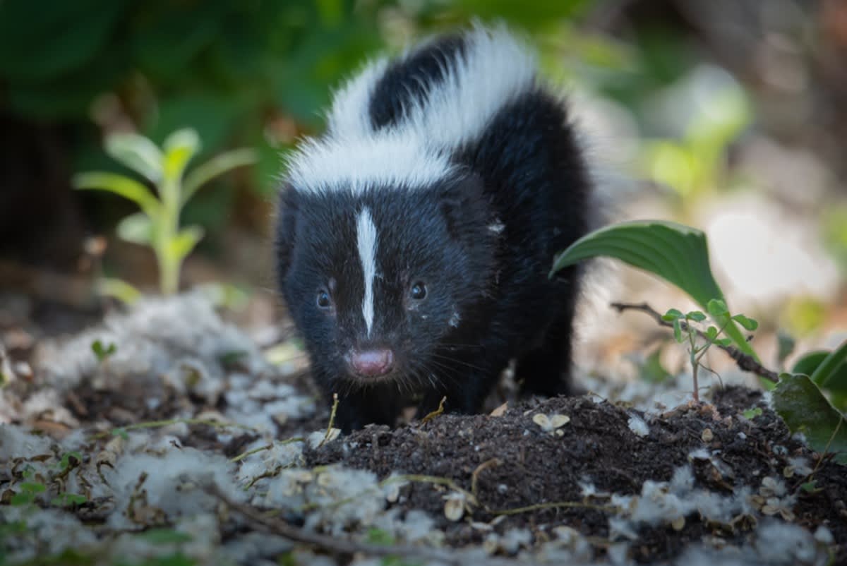 Cincinnati Zoo’s Baby Skunk Practicing His ‘Big Tough Skunk Skills’ Is ...