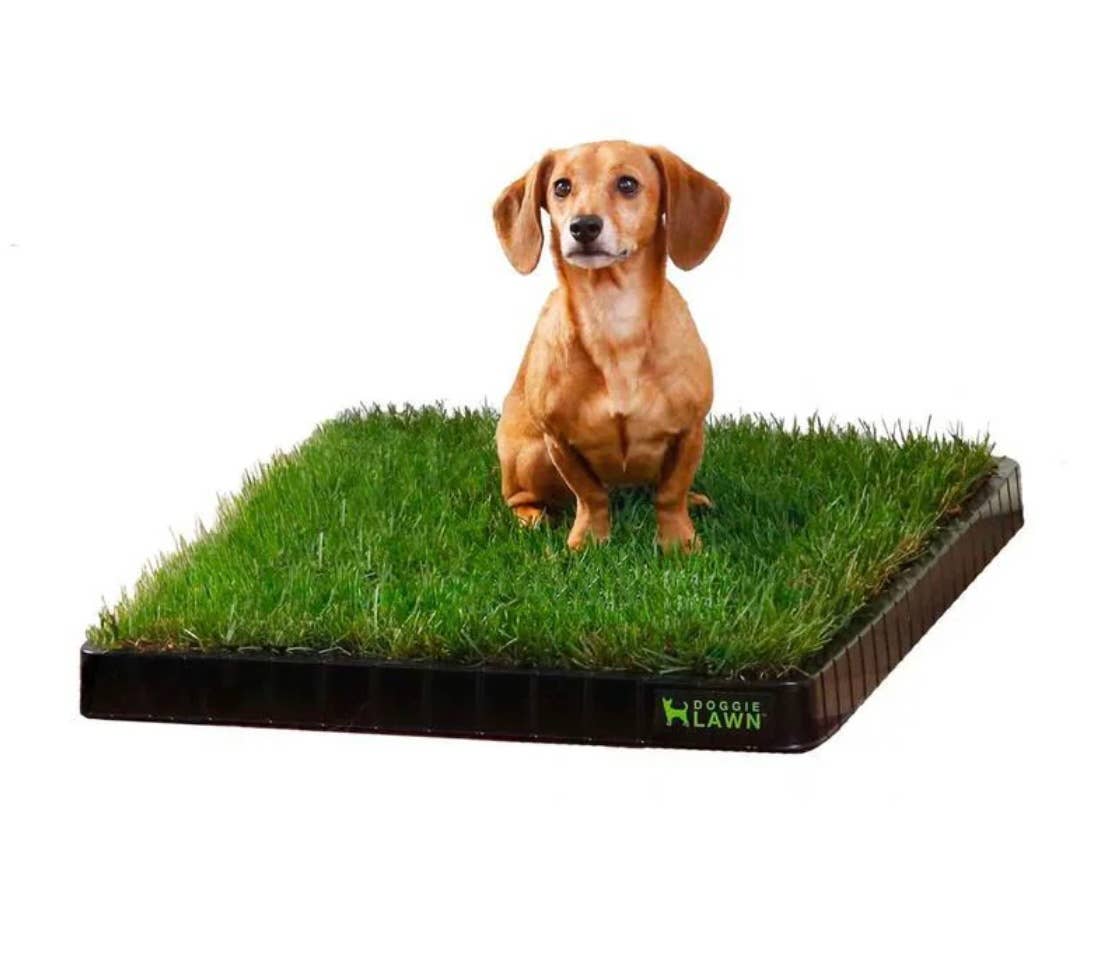 DoggieLawn Real Grass Potty Patch Is A Hit With Dogs - PetHelpful