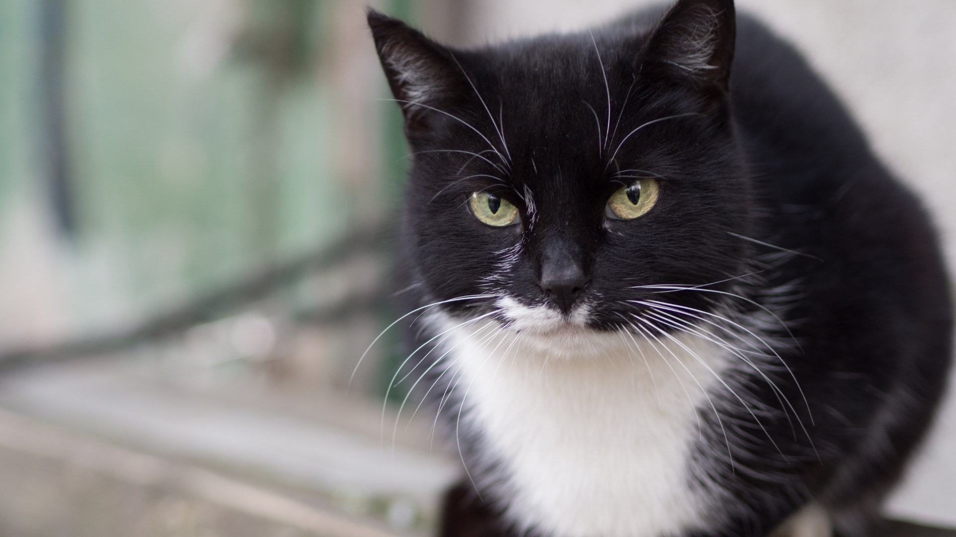 Tuxedo Cat Does Everything Possible to Avoid Getting Kisses From Dad ...