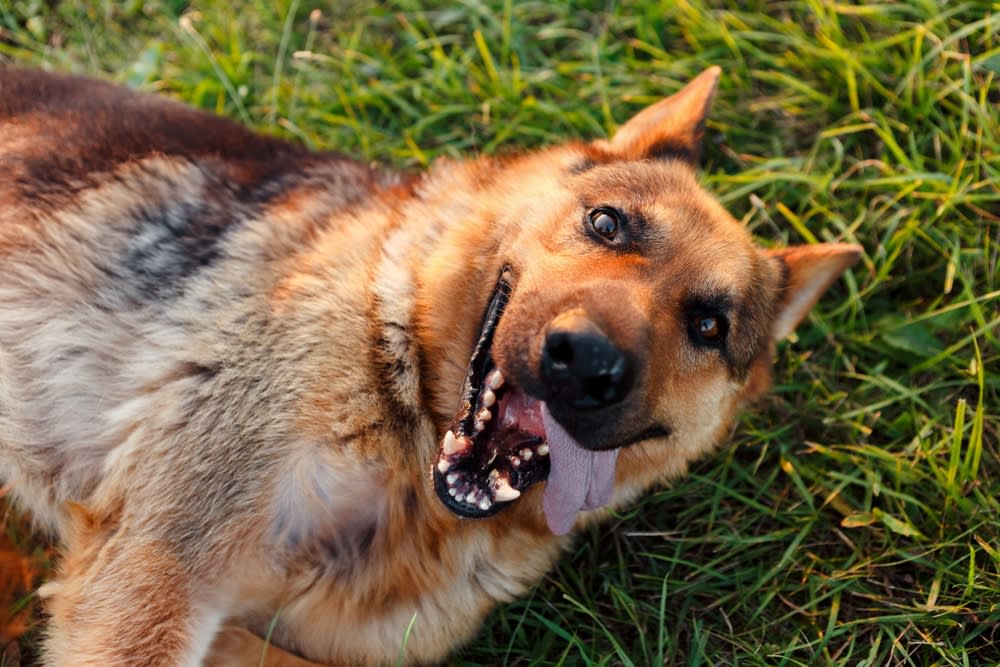 German Shepherd ‘Helping’ Mom Set Up Her New Bed Is the Cutest Chaos ...