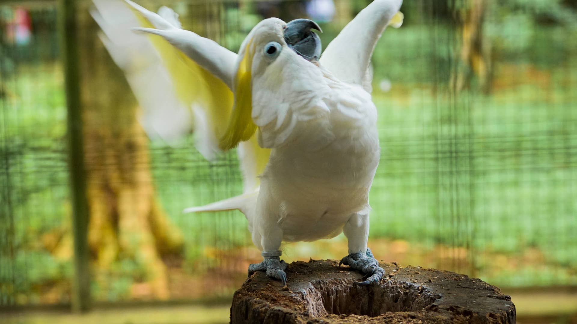 This Dancing Cockatoo Is Honestly a Whole Mood - PetHelpful