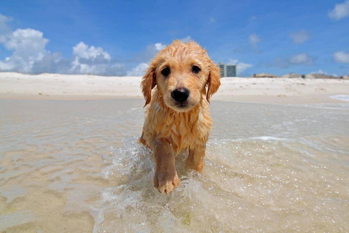 Golden Retriever Puppy’s First Time in the Ocean Is Full of Precious ...