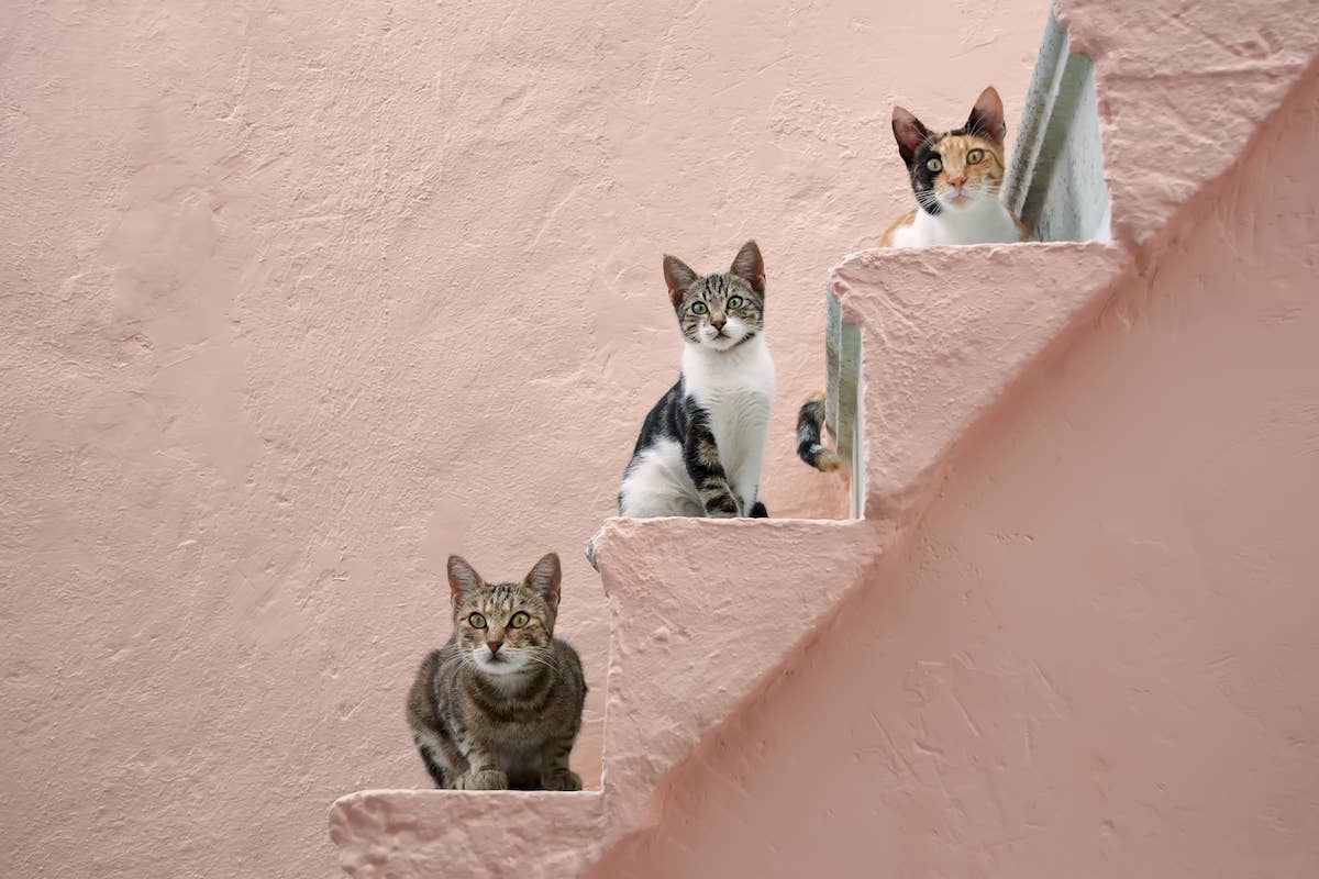 America’s Most Popular Cat Names of 2025 Are Full of Classics and a Few ...
