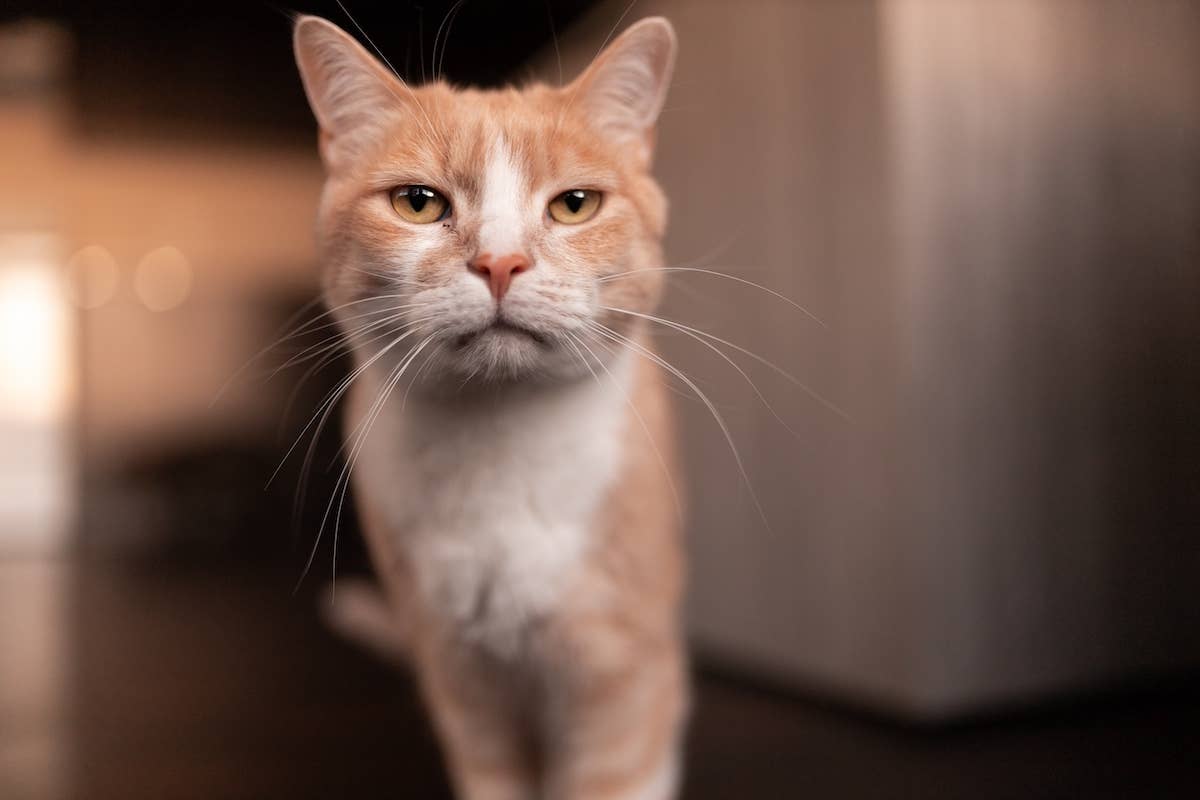 Orange Cat's Bizarre Reaction To Human's New Tattoo Has Surprisingly ...