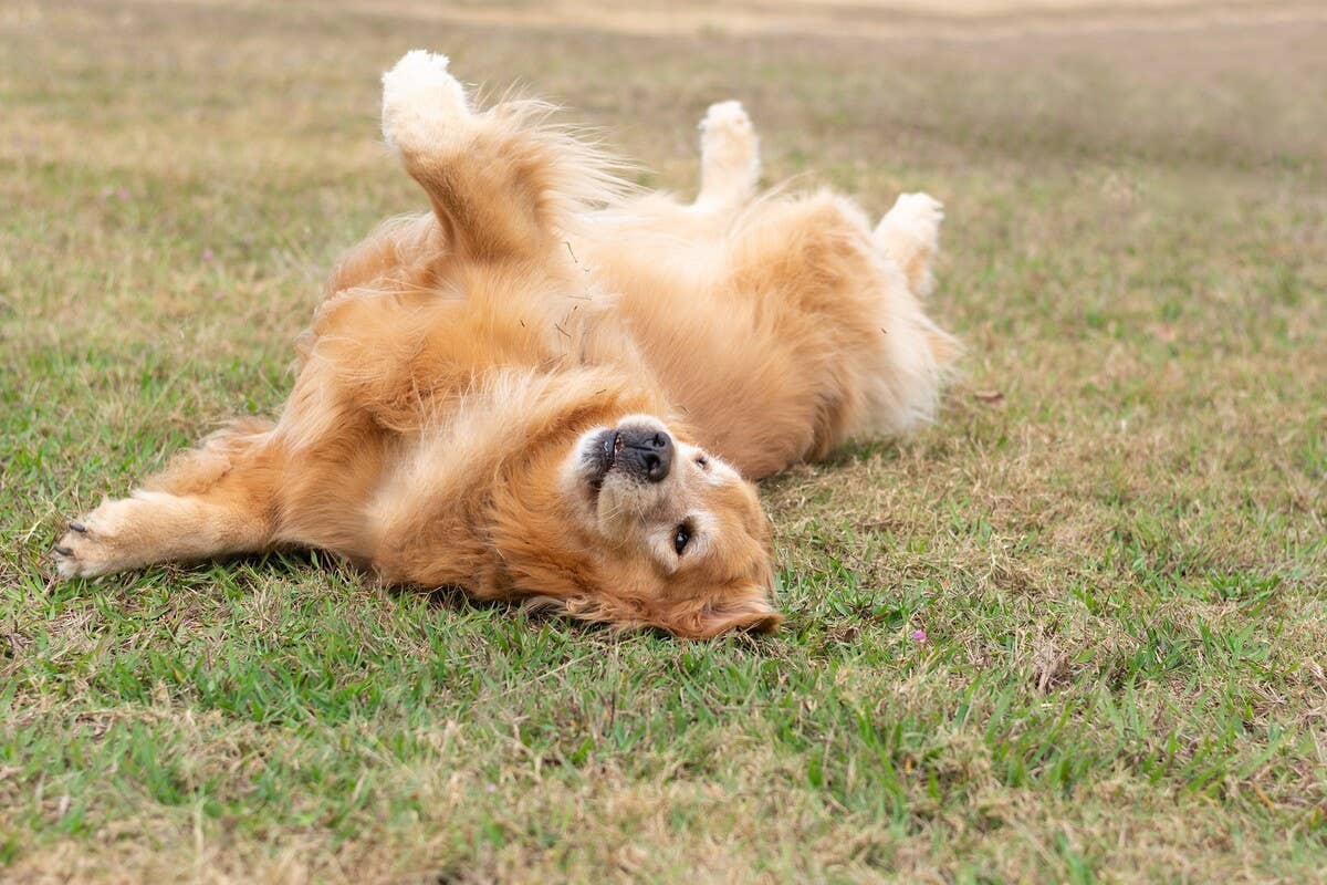 Senior Golden Retriever Has the Cutest Reaction to Mom Calling Her Name ...