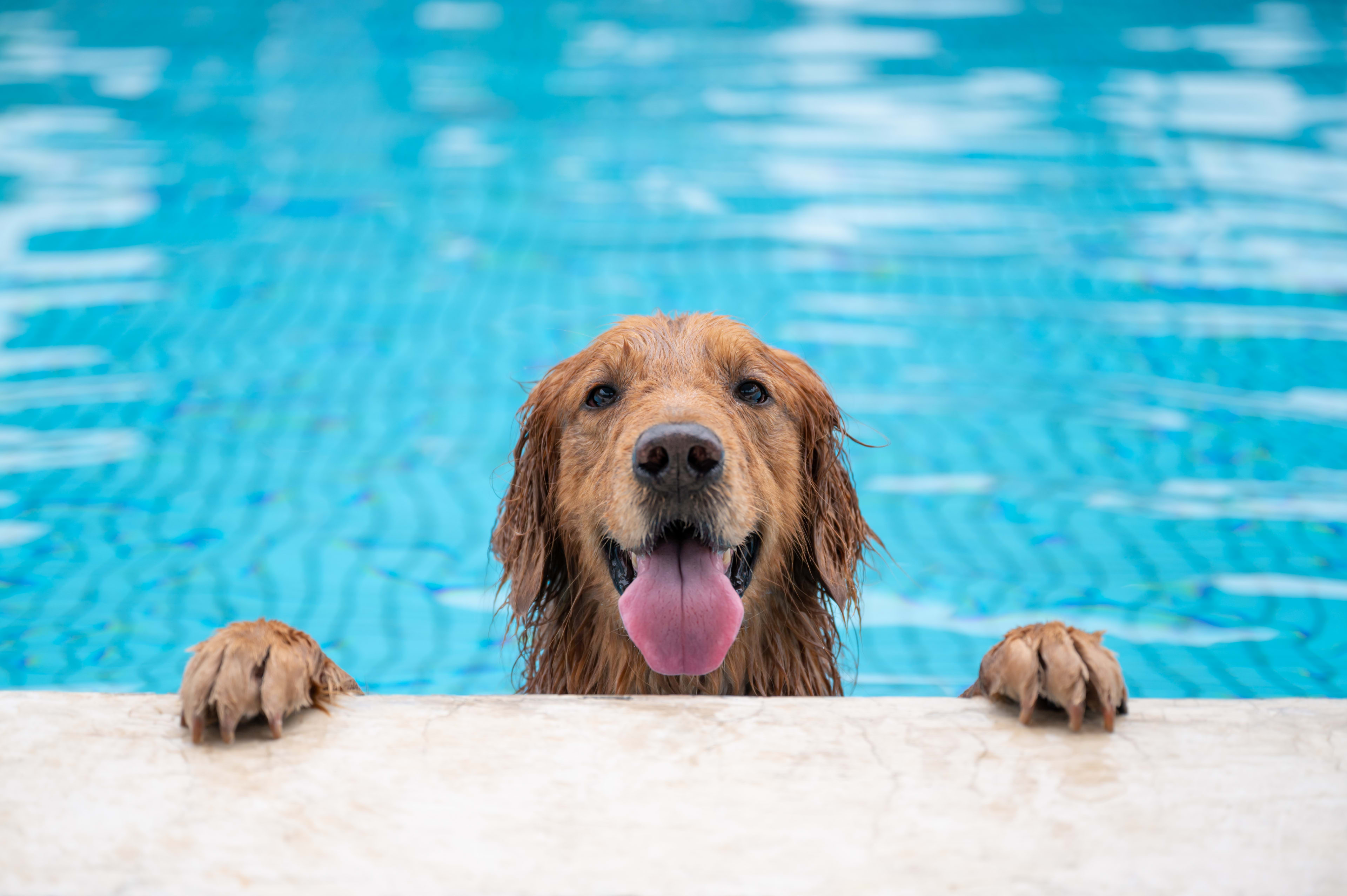 Golden Retriever Retrieves His Owner From a Pool Float - PetHelpful