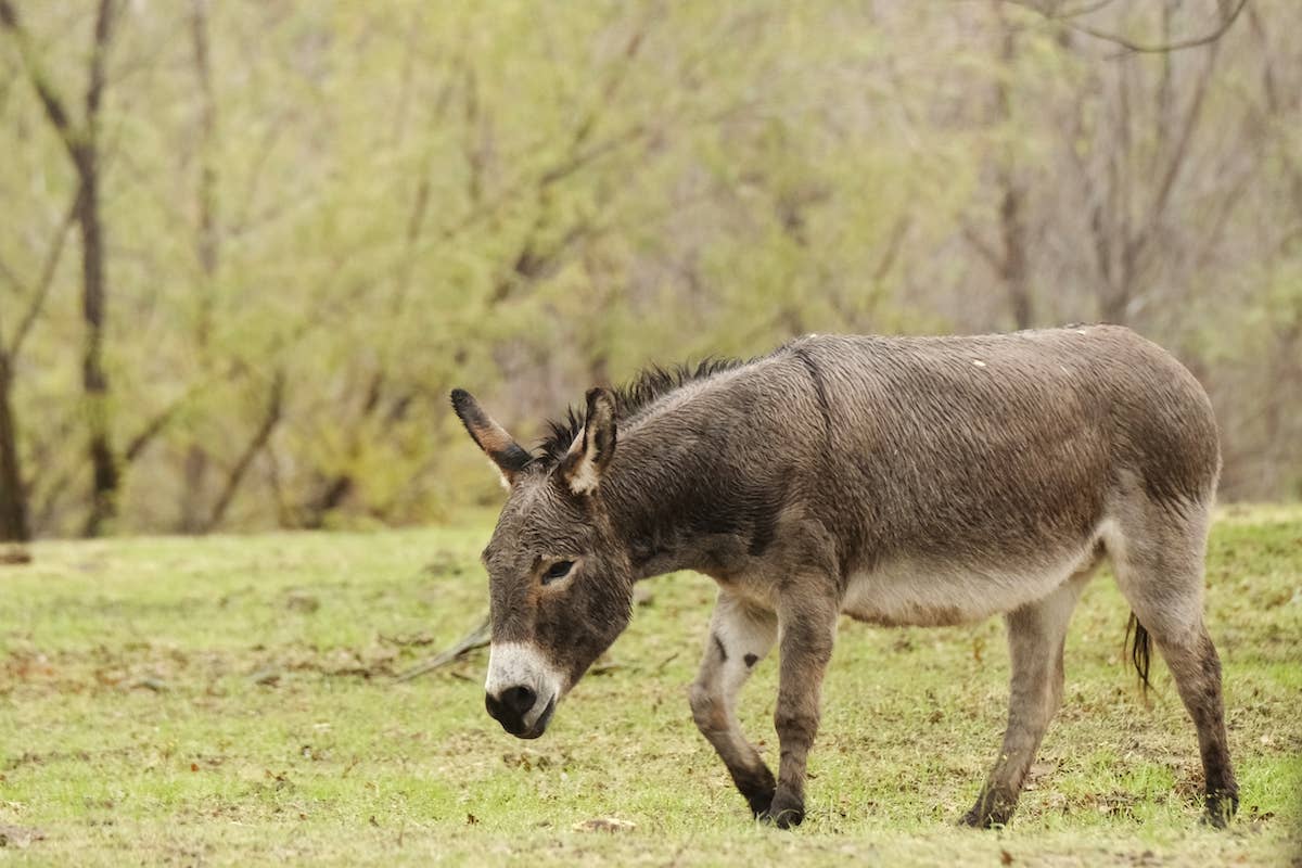 Nosy Miniature Donkey Pawing at Dad For Attention Tugs at the ...