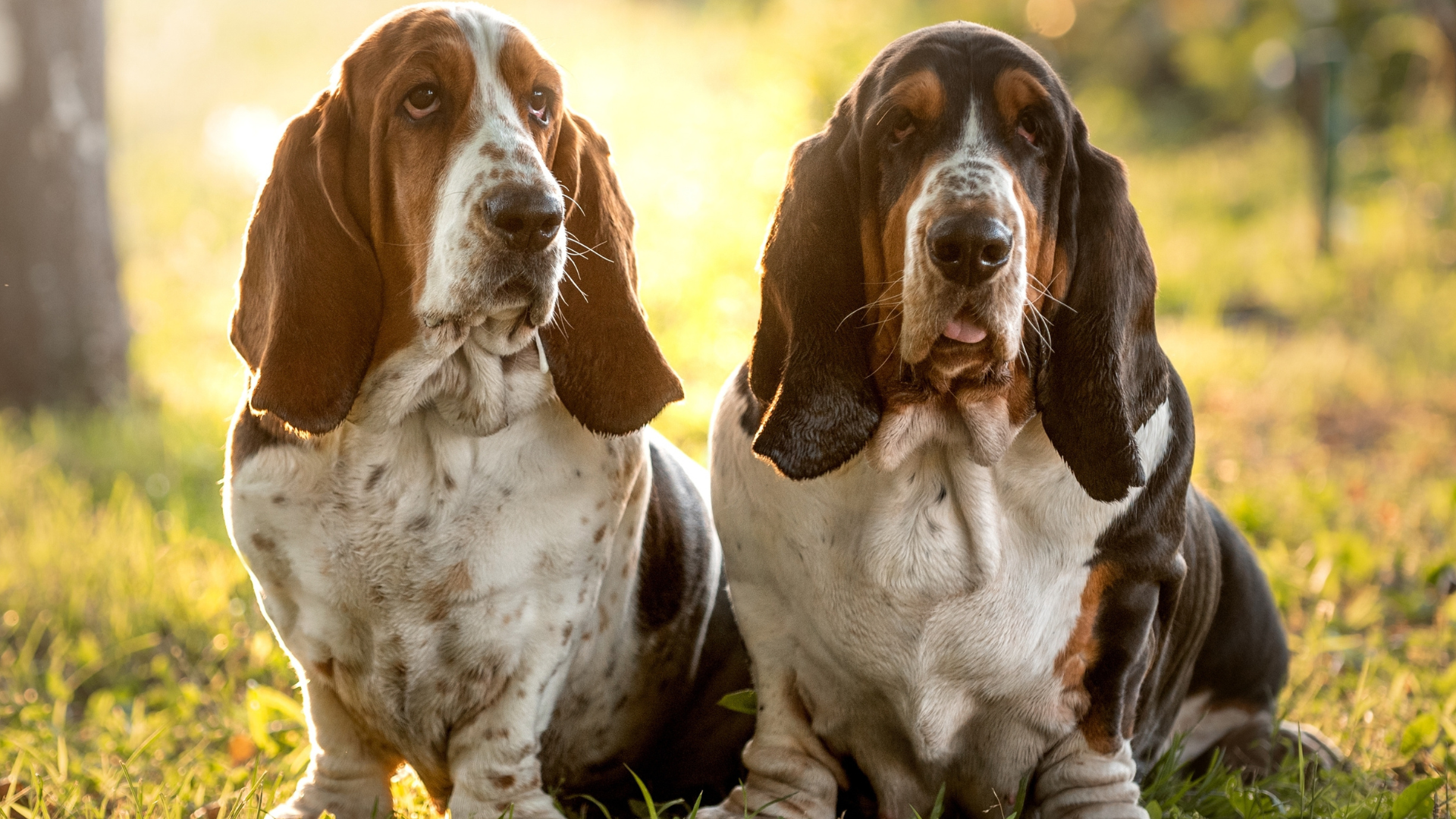 Basset Hounds Having Fight Lying on the Ground Is the Laziest Thing ...