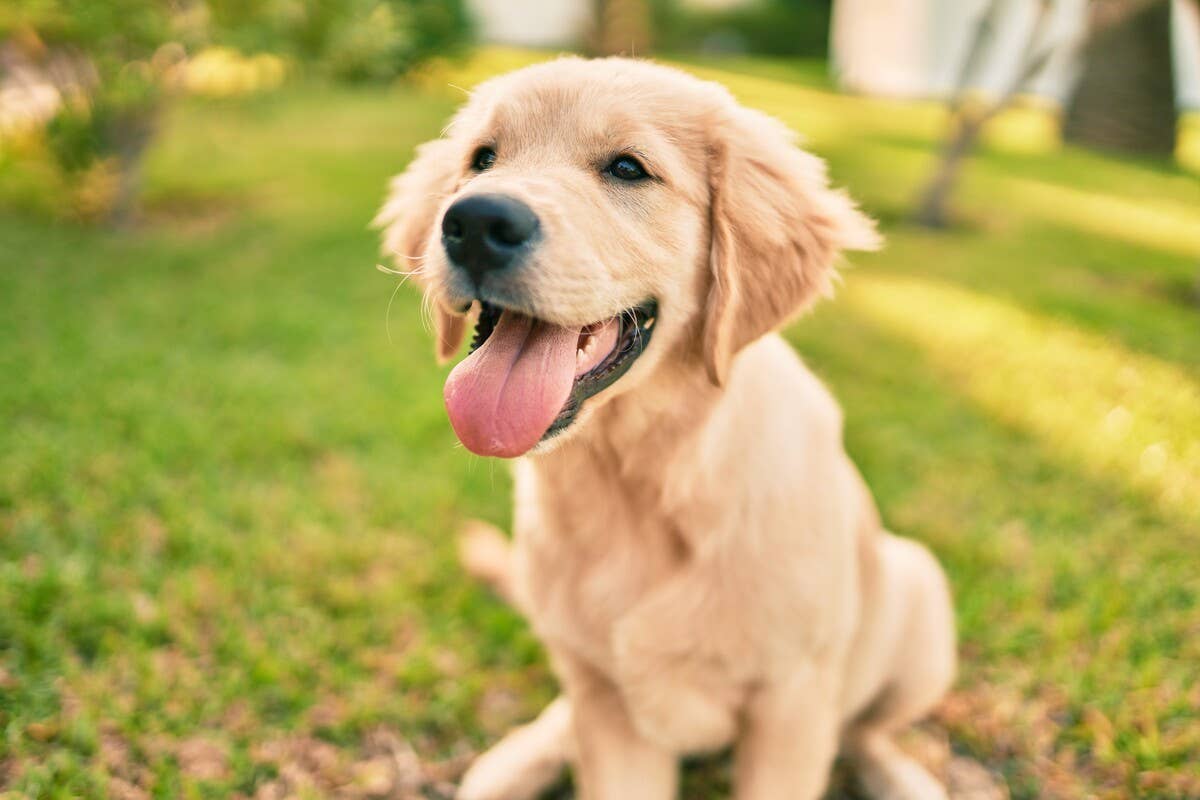 Precious Golden Retriever Puppy Loves Playing With His Baby Sheep ...