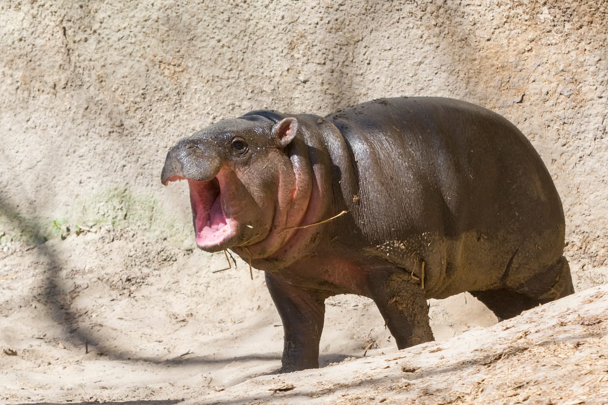 Feisty Baby Pygmy Hippo Adorably ‘Attacks’ Mom at John Ball Zoo ...