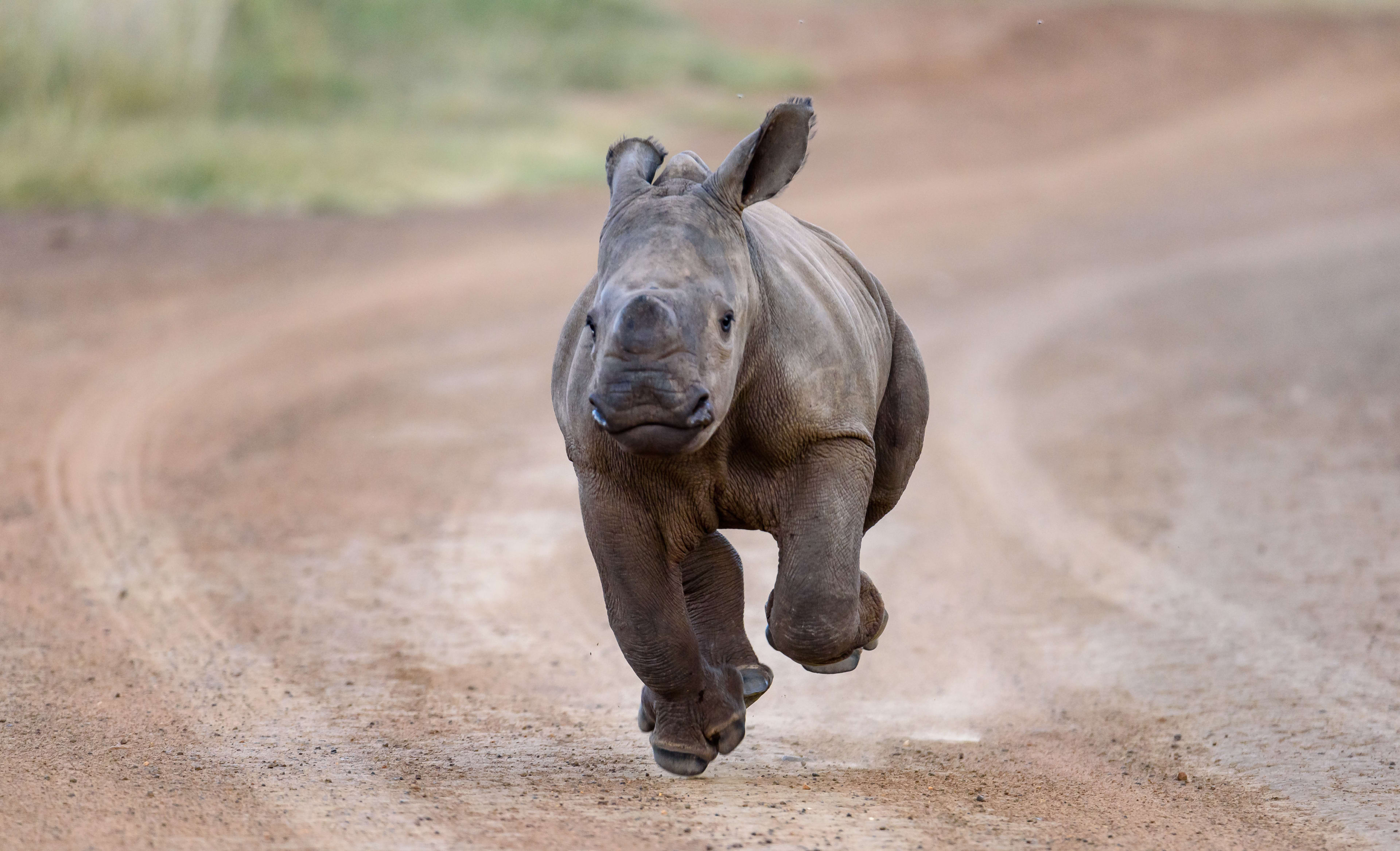 Baby Rhino With Case of the Zoomies Is the Cutest Thing You’ll See All ...