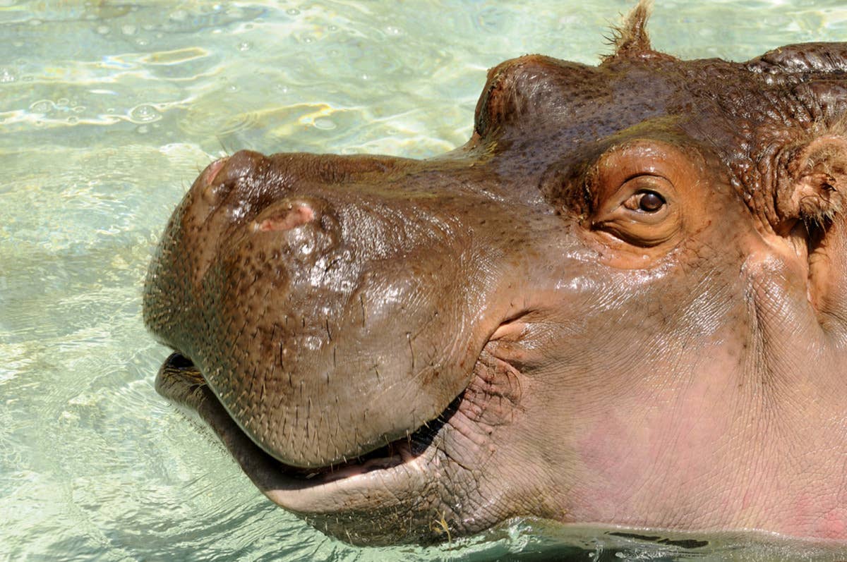 Mama Hippo Adorably Photobombs Camera Trying to Record Her Baby ...