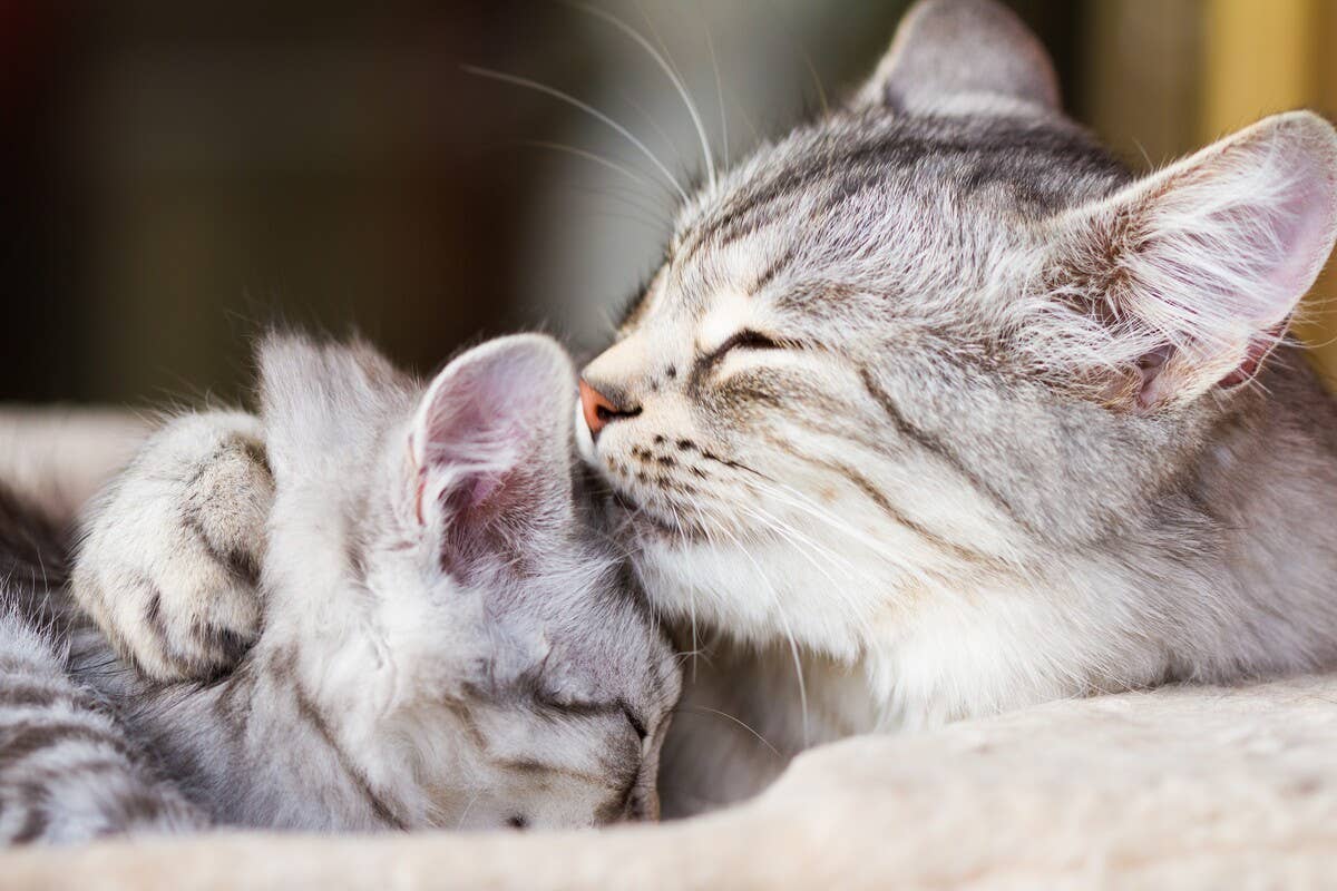 PetHelpful - Helping You in Your Pet Journey