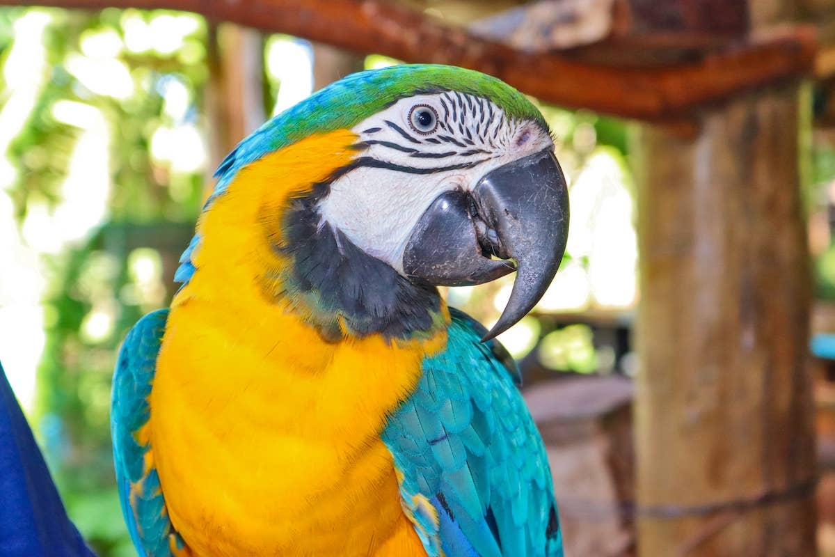 Lost Blue Macaw Reunited with Grateful Humans After Kind Family ...