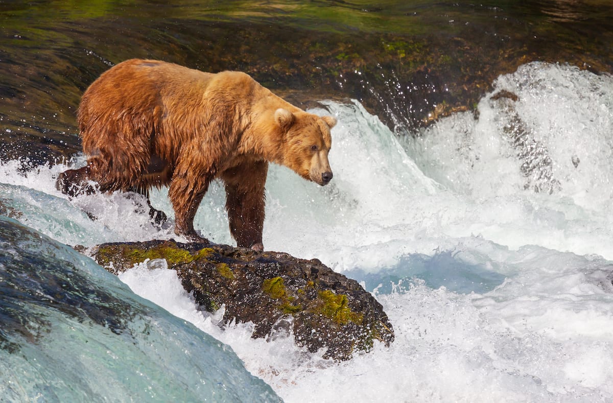 Brown Bear Seen Leaping From Waterfall at Famous National Park Has To ...
