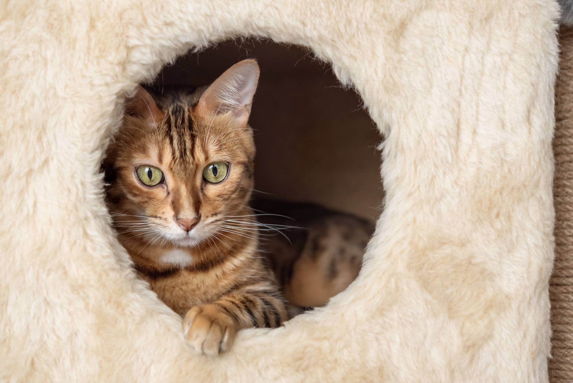 12-Pack of Plush Cat Toys at Petsmart Is a Budget-Friendly Favorite ...