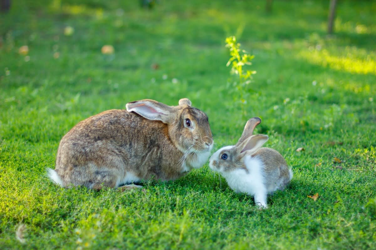 Precious Little Bunny Baby Dutifully Following His Mama Around the Yard ...