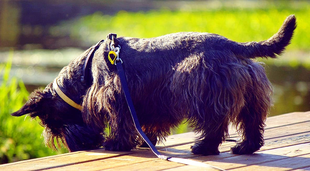 Scottish Terriers: Understand and Love the Breed - PetHelpful