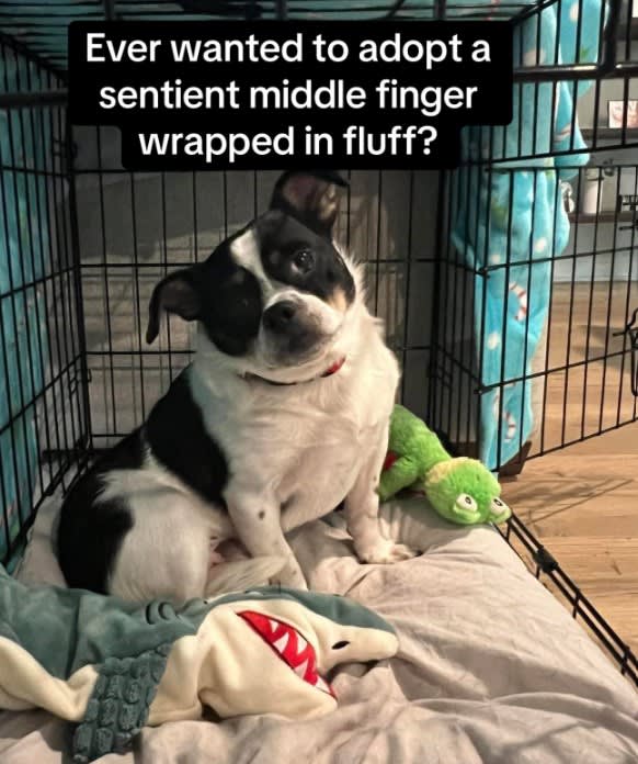 Adoptable Pup Who Looks Like He’s ‘Emotionally Unavailable’ Has the ...