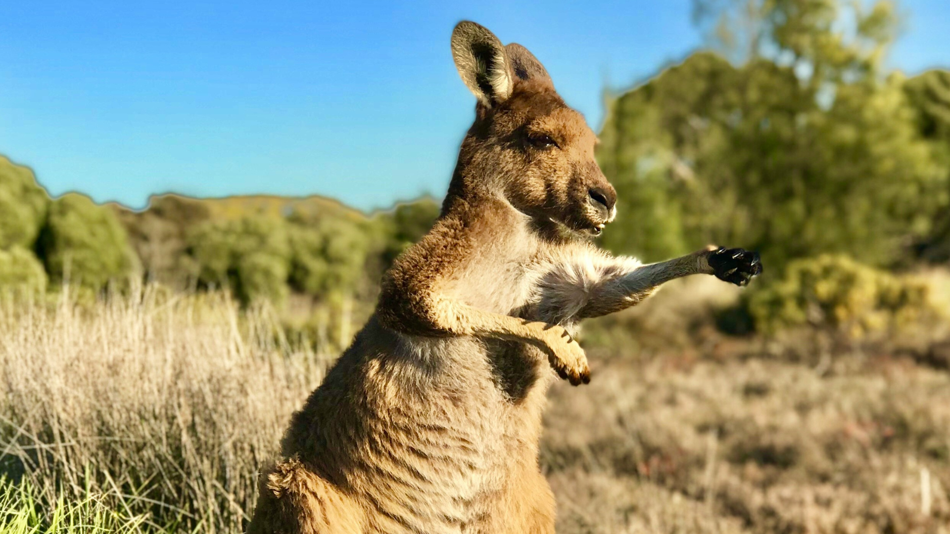 Kangaroo Rocks Out to ‘Wonderwall’ & It Is Cracking the Internet Up ...