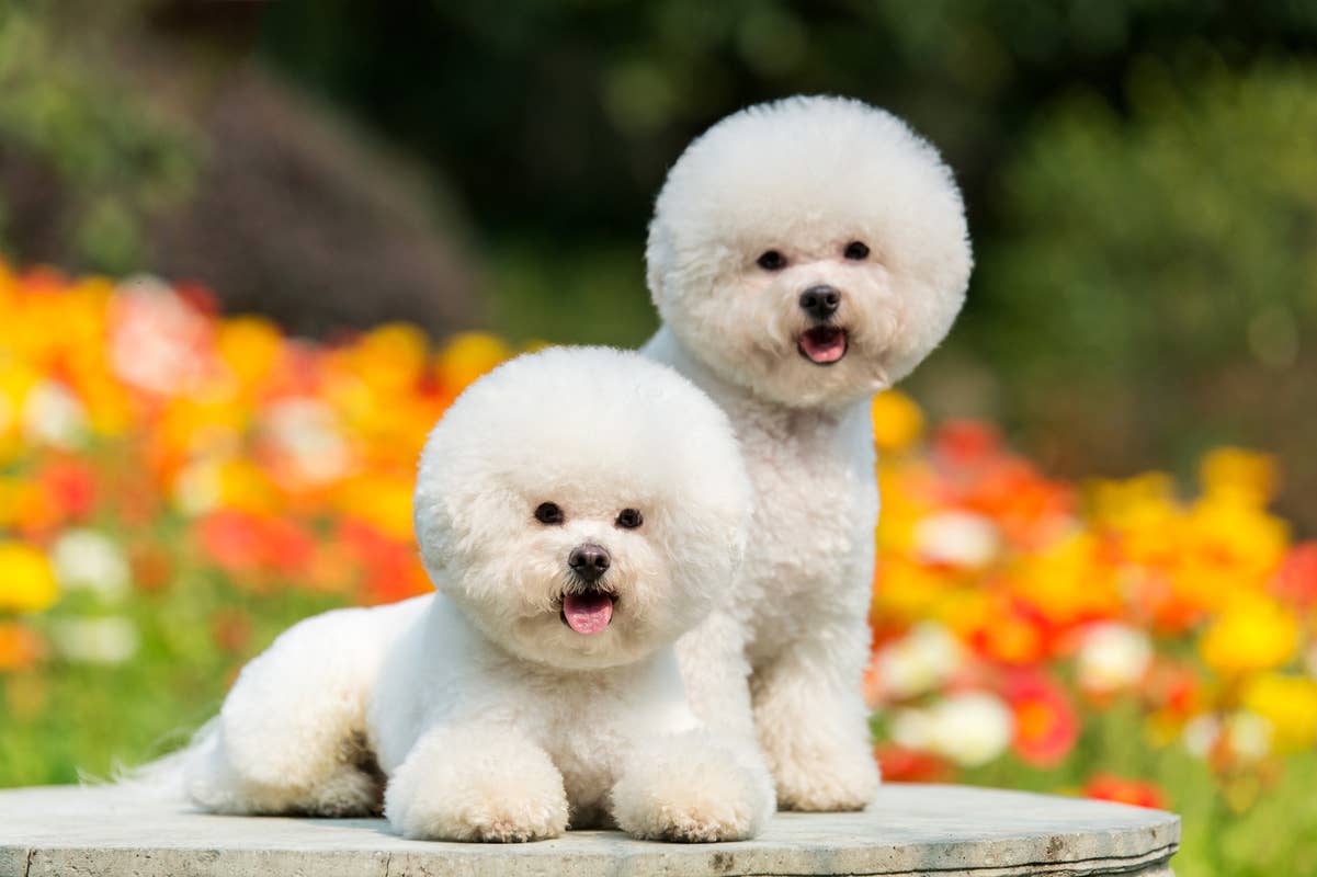 15 Best Small Companion Dogs (with Details for Each) - PetHelpful
