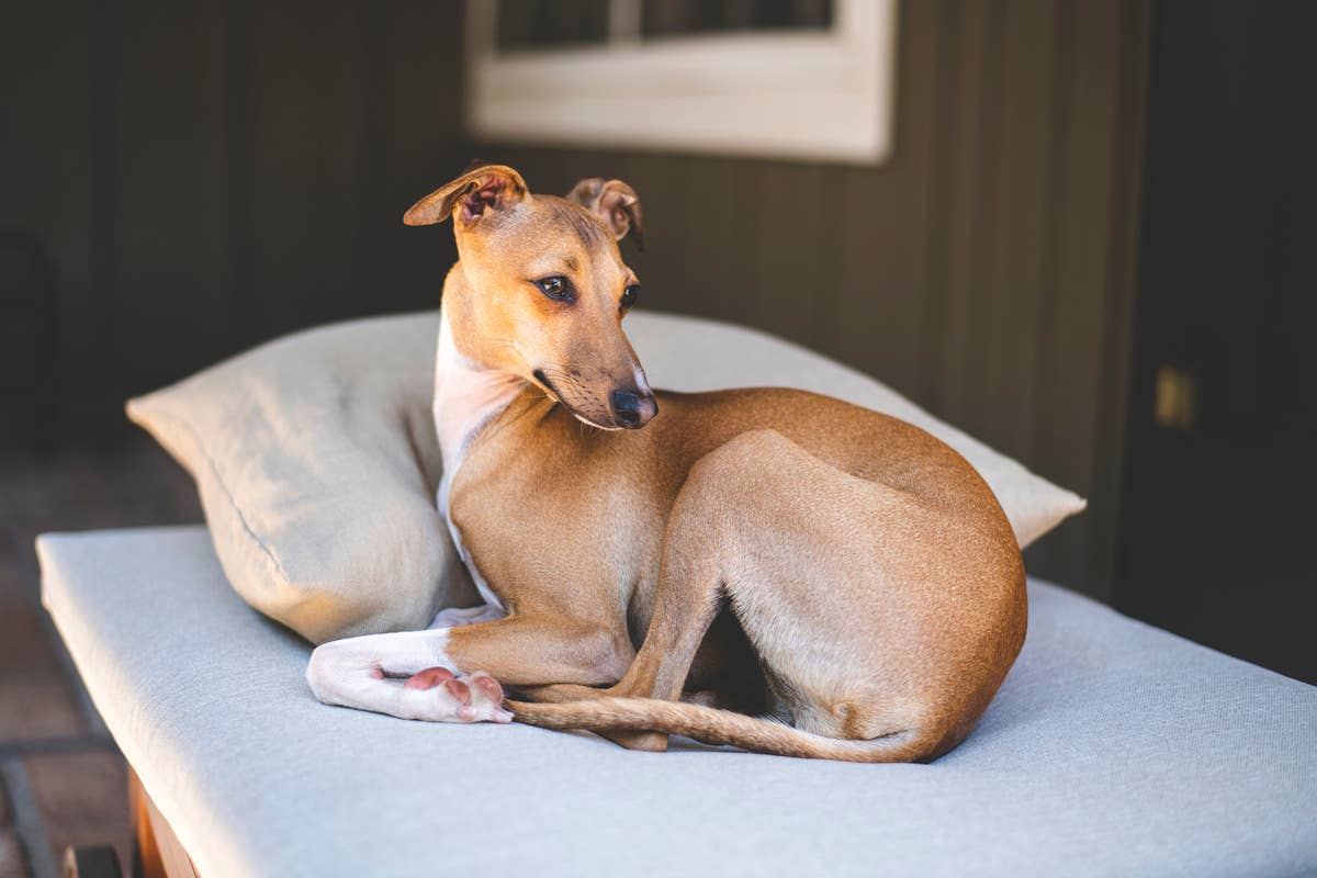 15 Best Small Companion Dogs (with Details for Each) - PetHelpful
