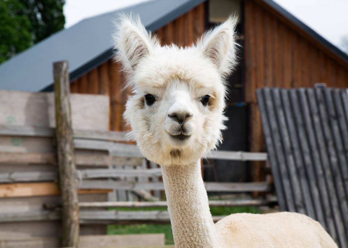 Precious Alpaca Does Cutest 'Happy Shimmy' After Getting Taste of an ...